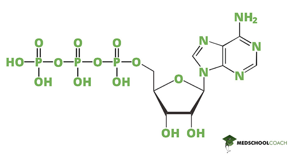 Nucleotides – MCAT Biochemistry | MedSchoolCoach