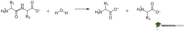 Peptide Bonds – MCAT Biochemistry | MedSchoolCoach