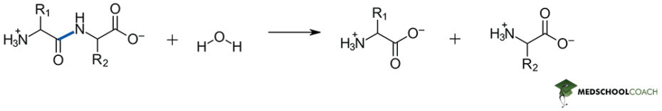 Peptide Bonds – MCAT Biochemistry | MedSchoolCoach