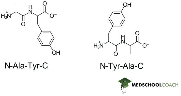Peptide Bonds – MCAT Biochemistry | MedSchoolCoach
