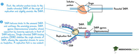 DNA Replication – MCAT Biology | MedSchoolCoach