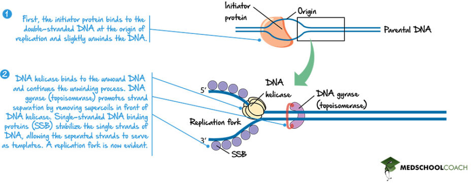 DNA Replication – MCAT Biology | MedSchoolCoach