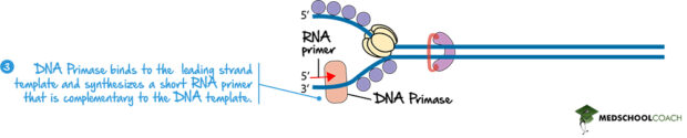 DNA Replication – MCAT Biology | MedSchoolCoach