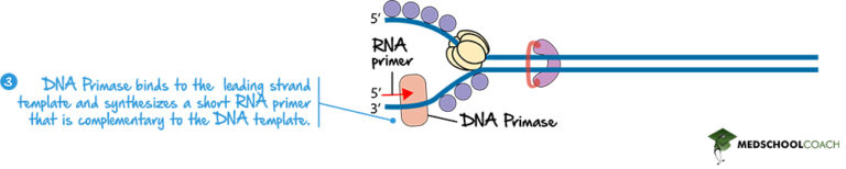 DNA Replication – MCAT Biology | MedSchoolCoach