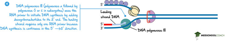 DNA Replication – MCAT Biology | MedSchoolCoach