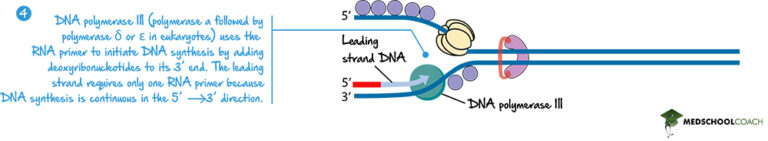 DNA Replication – MCAT Biology | MedSchoolCoach
