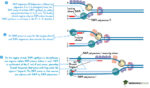 DNA Replication – MCAT Biology | MedSchoolCoach
