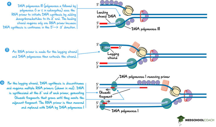 DNA Replication – MCAT Biology | MedSchoolCoach