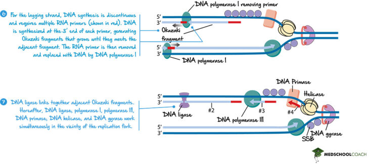 DNA Replication – MCAT Biology | MedSchoolCoach