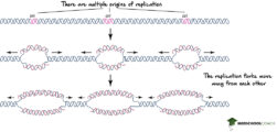 DNA Replication – MCAT Biology | MedSchoolCoach