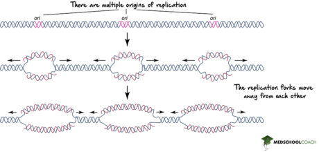 DNA Replication – MCAT Biology | MedSchoolCoach