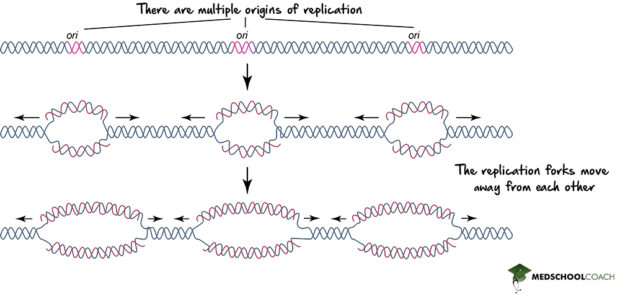 DNA Replication – MCAT Biology | MedSchoolCoach