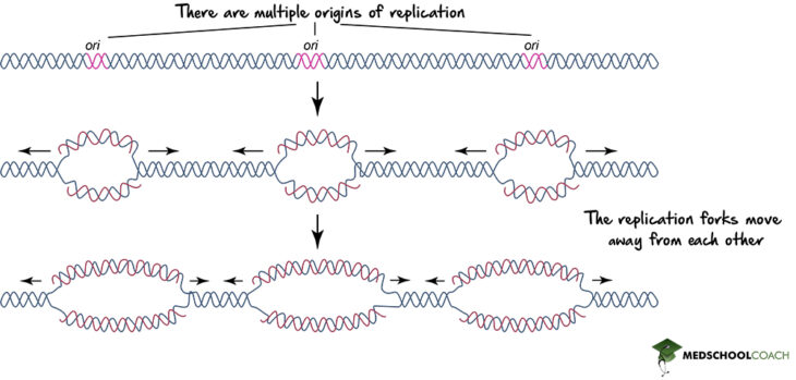 DNA Replication – MCAT Biology | MedSchoolCoach
