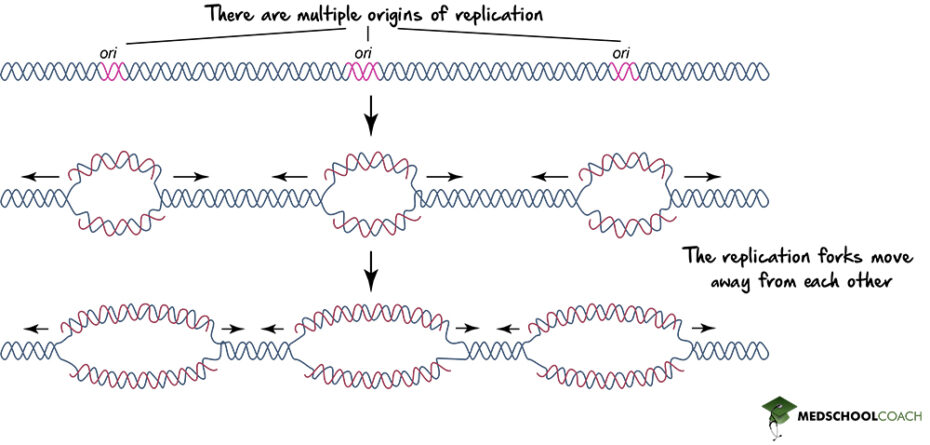 DNA Replication – MCAT Biology | MedSchoolCoach