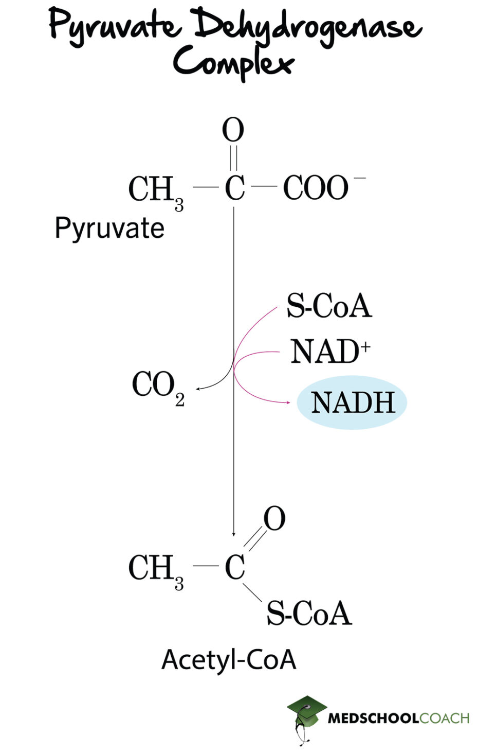 Pyruvate Dehydrogenase Complex – MCAT Biochemistry | MedSchoolCoach
