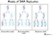 Semi-Conservative DNA Replication – MCAT Biology | MedSchoolCoach