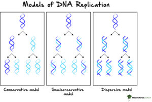 Semi-Conservative DNA Replication – MCAT Biology | MedSchoolCoach