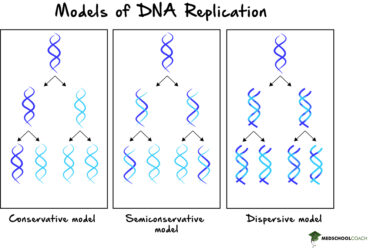 Semi-Conservative DNA Replication – MCAT Biology | MedSchoolCoach