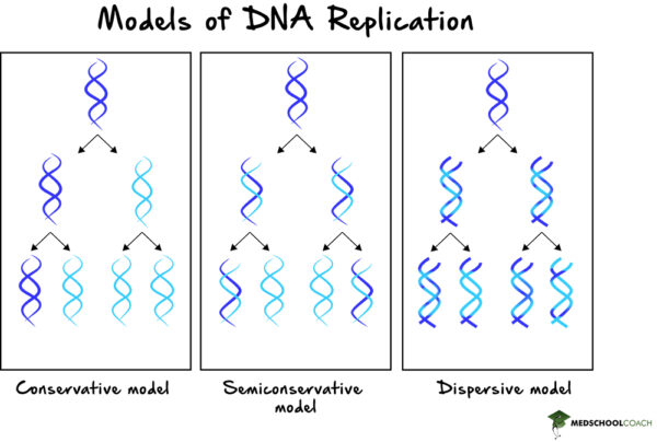Semi-Conservative DNA Replication – MCAT Biology | MedSchoolCoach