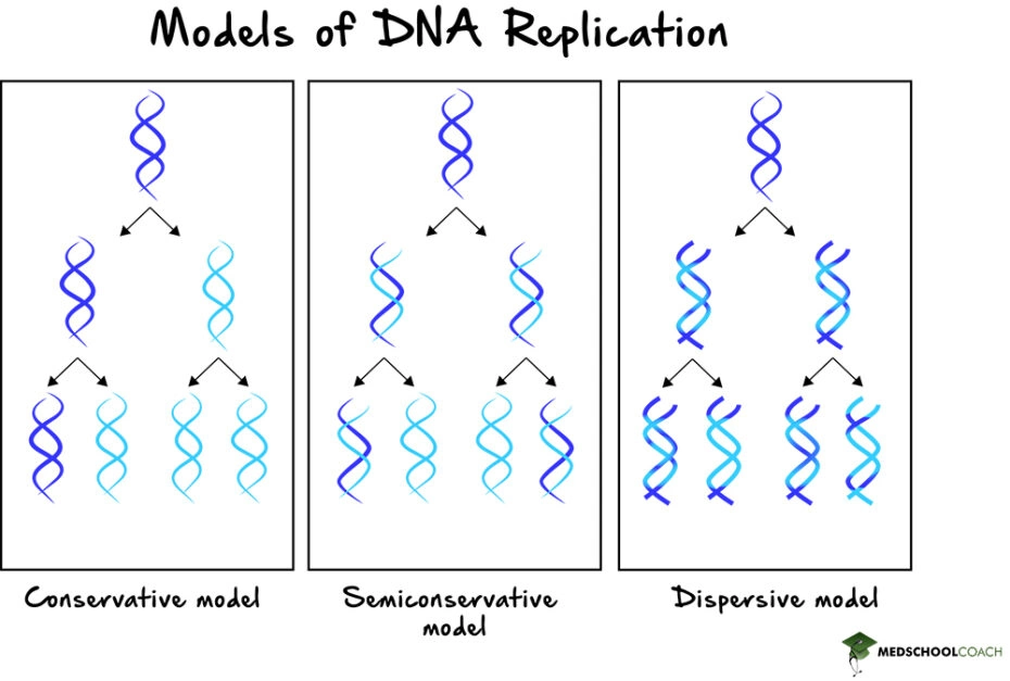 Semi-Conservative DNA Replication – MCAT Biology | MedSchoolCoach Semi-Conservative DNA Replication – MCAT Biology | MedSchoolCoach