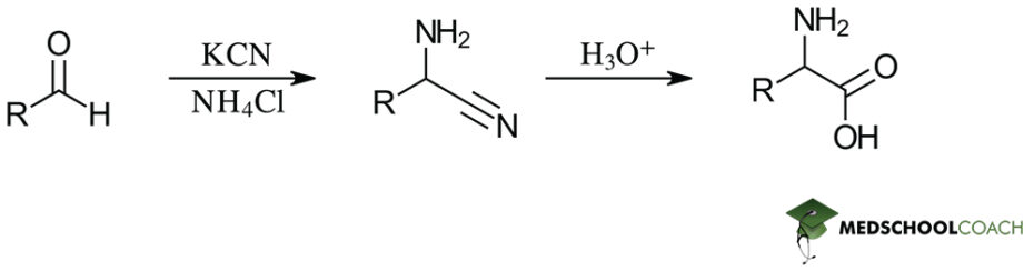 Strecker Synthesis of Amino Acids – MCAT Biochemistry | MedSchoolCoach