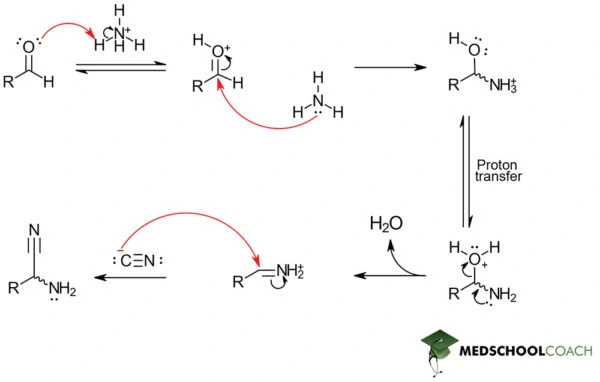 Strecker Synthesis of Amino Acids – MCAT Biochemistry | MedSchoolCoach