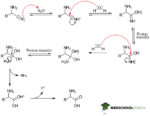 Strecker Synthesis of Amino Acids – MCAT Biochemistry | MedSchoolCoach
