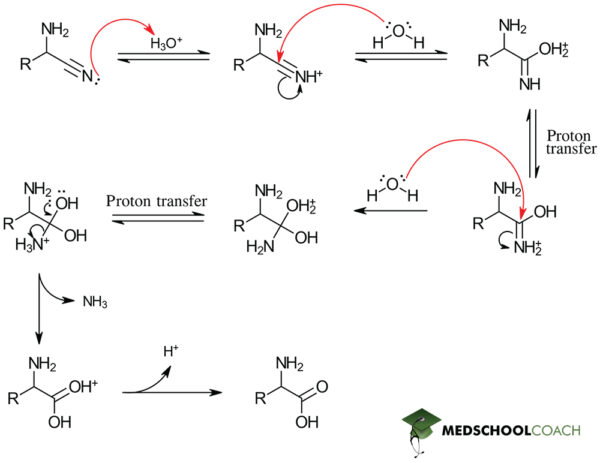 Strecker Synthesis of Amino Acids – MCAT Biochemistry | MedSchoolCoach