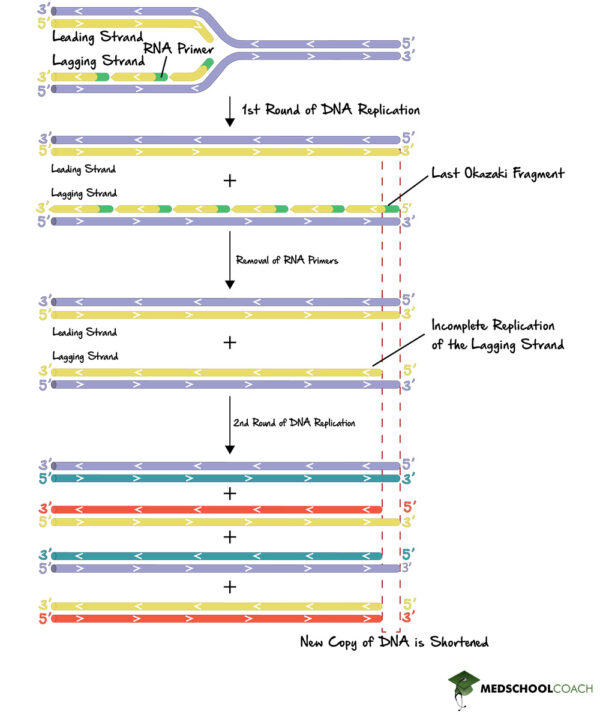 Telomeres And The Dna End Replication Problem Mcat Biology Medschoolcoach
