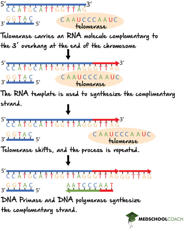 Telomeres and the DNA End Replication Problem – MCAT Biology | MedSchoolCoach