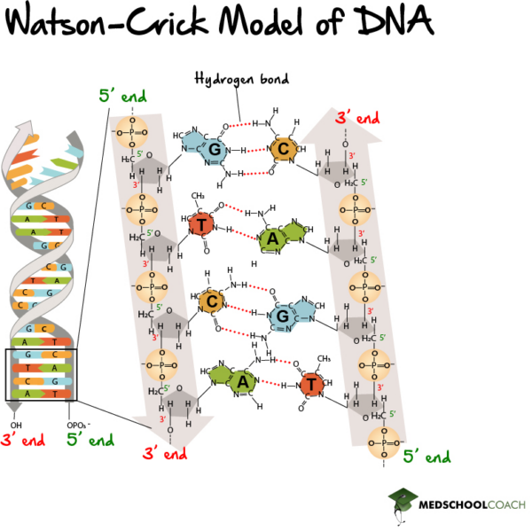 The DNA Double Helix – MCAT Biochemistry | MedSchoolCoach