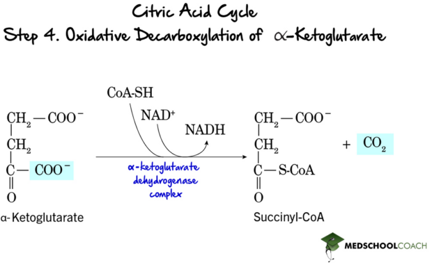 The Krebs Cycle – MCAT Biochemistry | MedSchoolCoach