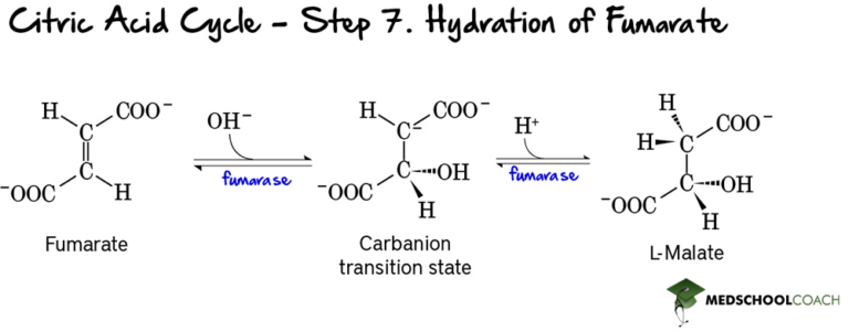 The Krebs Cycle – MCAT Biochemistry | MedSchoolCoach