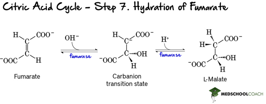 The Krebs Cycle – MCAT Biochemistry | MedSchoolCoach