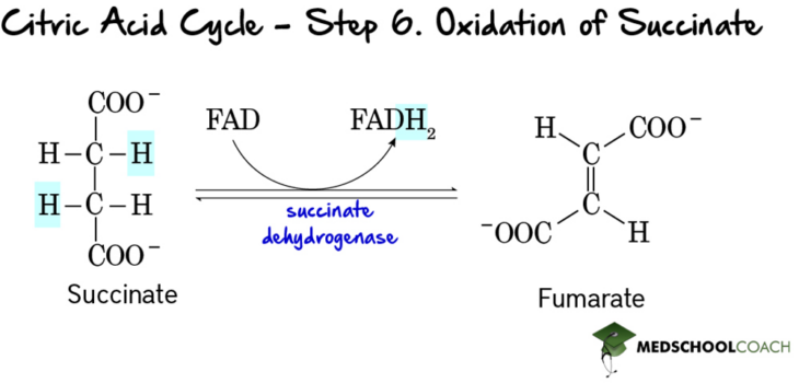 The Krebs Cycle – MCAT Biochemistry | MedSchoolCoach
