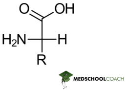 Zwitterions and Isoelectric Point – MCAT Biochemistry | MedSchoolCoach