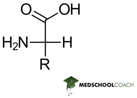 Zwitterions and Isoelectric Point – MCAT Biochemistry | MedSchoolCoach