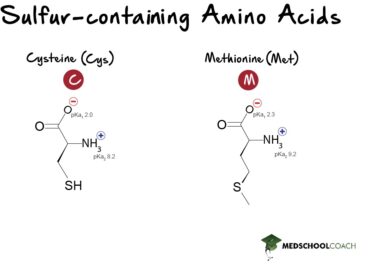 Amino Acid Classification – MCAT Biochemistry | MedSchoolCoach