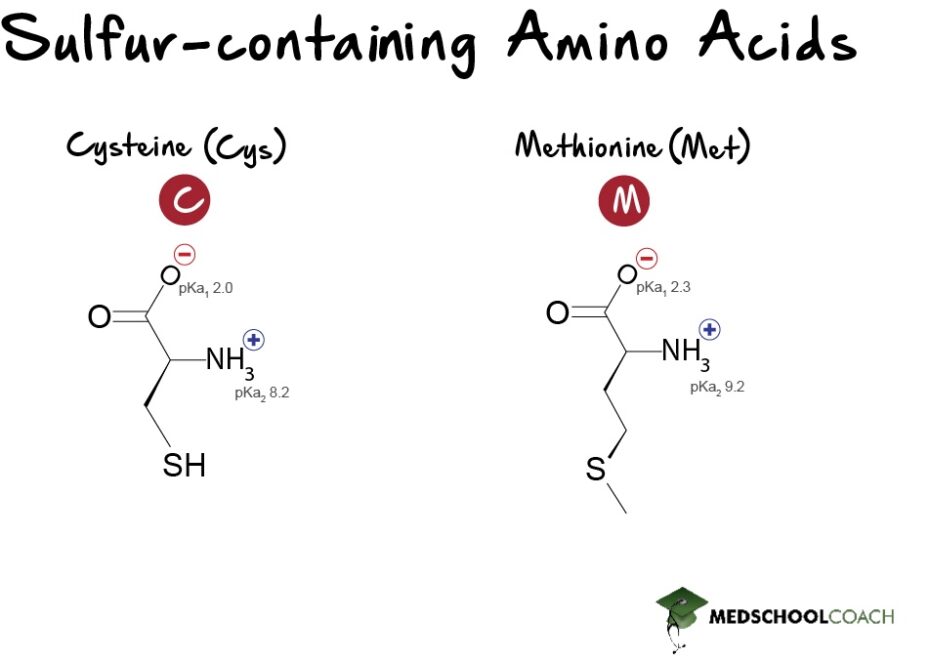 Amino Acid Classification – MCAT Biochemistry | MedSchoolCoach