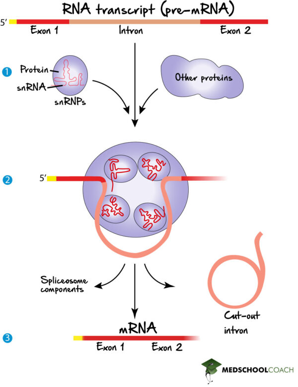 Eukaryotic RNA Processing & Splicing – MCAT Biology | MedSchoolCoach