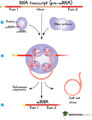 Eukaryotic RNA Processing & Splicing – MCAT Biology | MedSchoolCoach