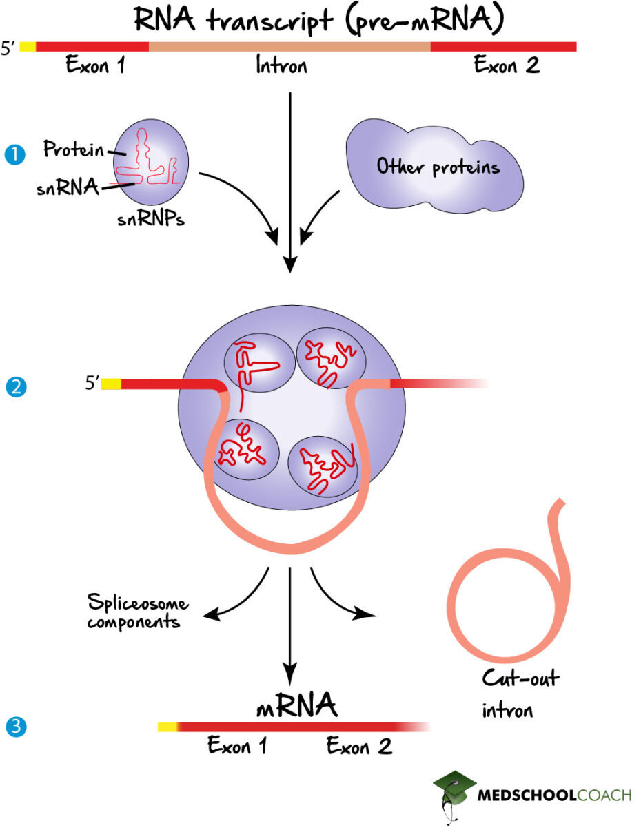 Eukaryotic RNA Processing & Splicing – MCAT Biology | MedSchoolCoach