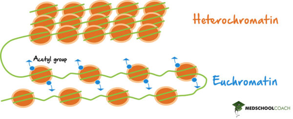 Heterochromatin vs. Euchromatin – MCAT Biology | MedSchoolCoach
