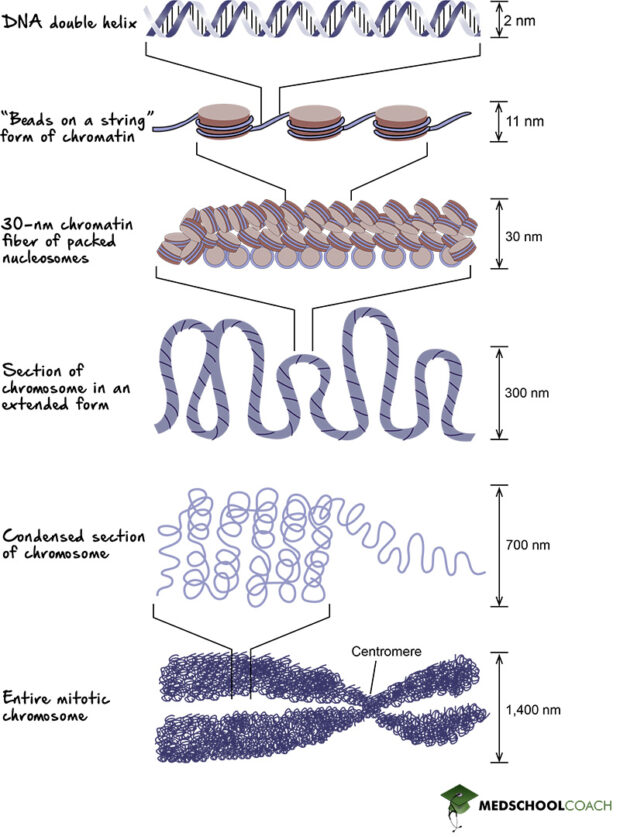 Histones, Chromatin, and Chromosome Coiling – MCAT Biology | MedSchoolCoach