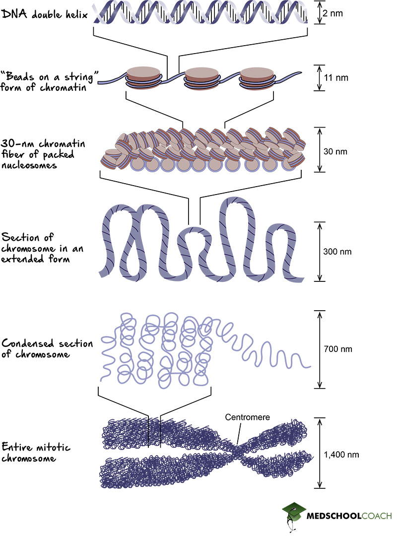 Histones, Chromatin, and Chromosome Coiling – MCAT Biology | MedSchoolCoach