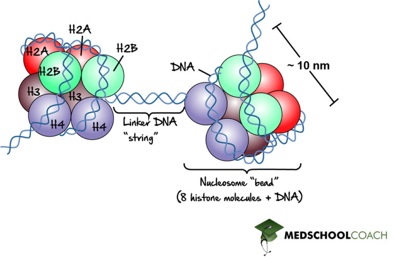 Histones, Chromatin, and Chromosome Coiling – MCAT Biology | MedSchoolCoach