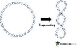 Histones, Chromatin, and Chromosome Coiling – MCAT Biology | MedSchoolCoach