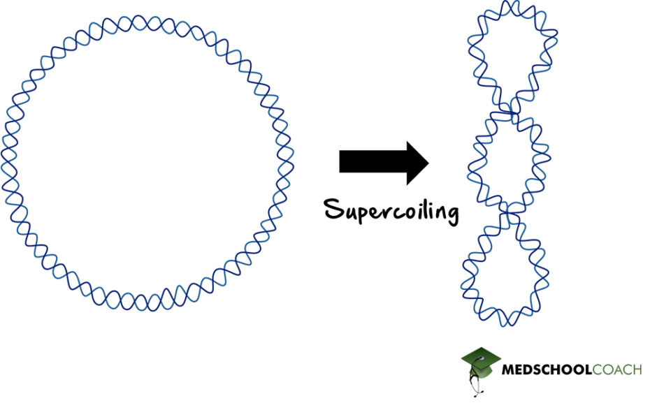 Histones, Chromatin, and Chromosome Coiling – MCAT Biology | MedSchoolCoach