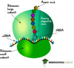 Ribosome Structure & Function – MCAT Biology | MedSchoolCoach