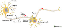 Neuron Structure – MCAT Biology | MedSchoolCoach